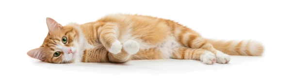 Cat Names for Turkish Angora | | Find the Perfect Name