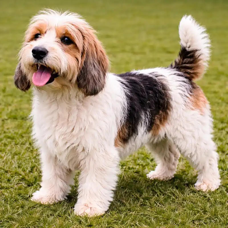 Dog Names for Petit Basset Griffon Vendéen | classic/timeless